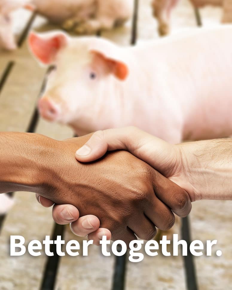 Innovative Veterinary Solutions - Veterinary Organization