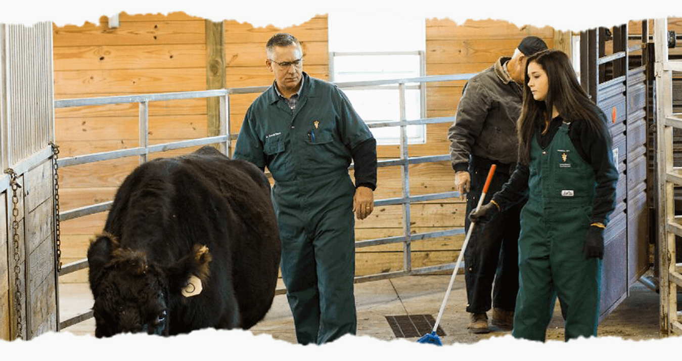 Green Prairie Animal Hospitals - Innovative Veterinary Solutions