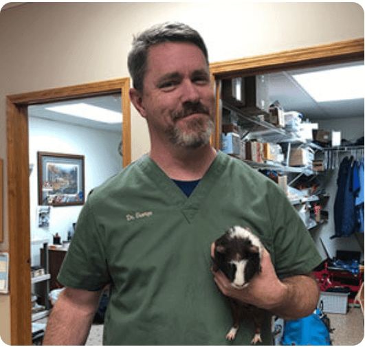 Green Prairie Animal Hospitals - Innovative Veterinary Solutions
