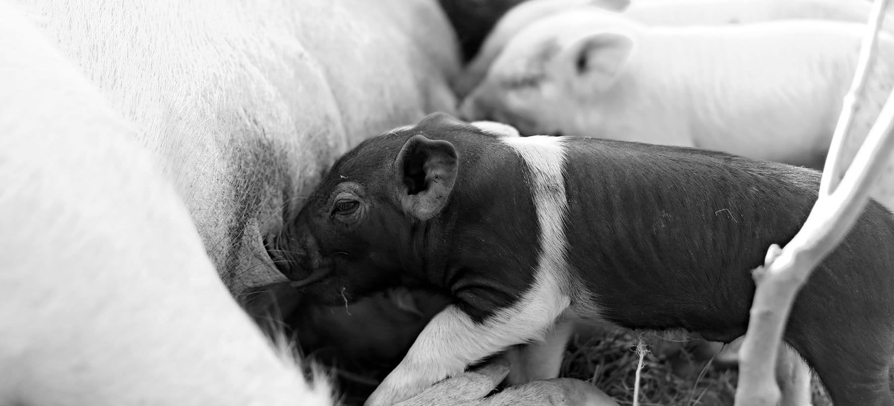 About Us - Innovative Veterinary Solutions